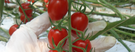 software-calcolo-soluzione-nutritiva | Ageon